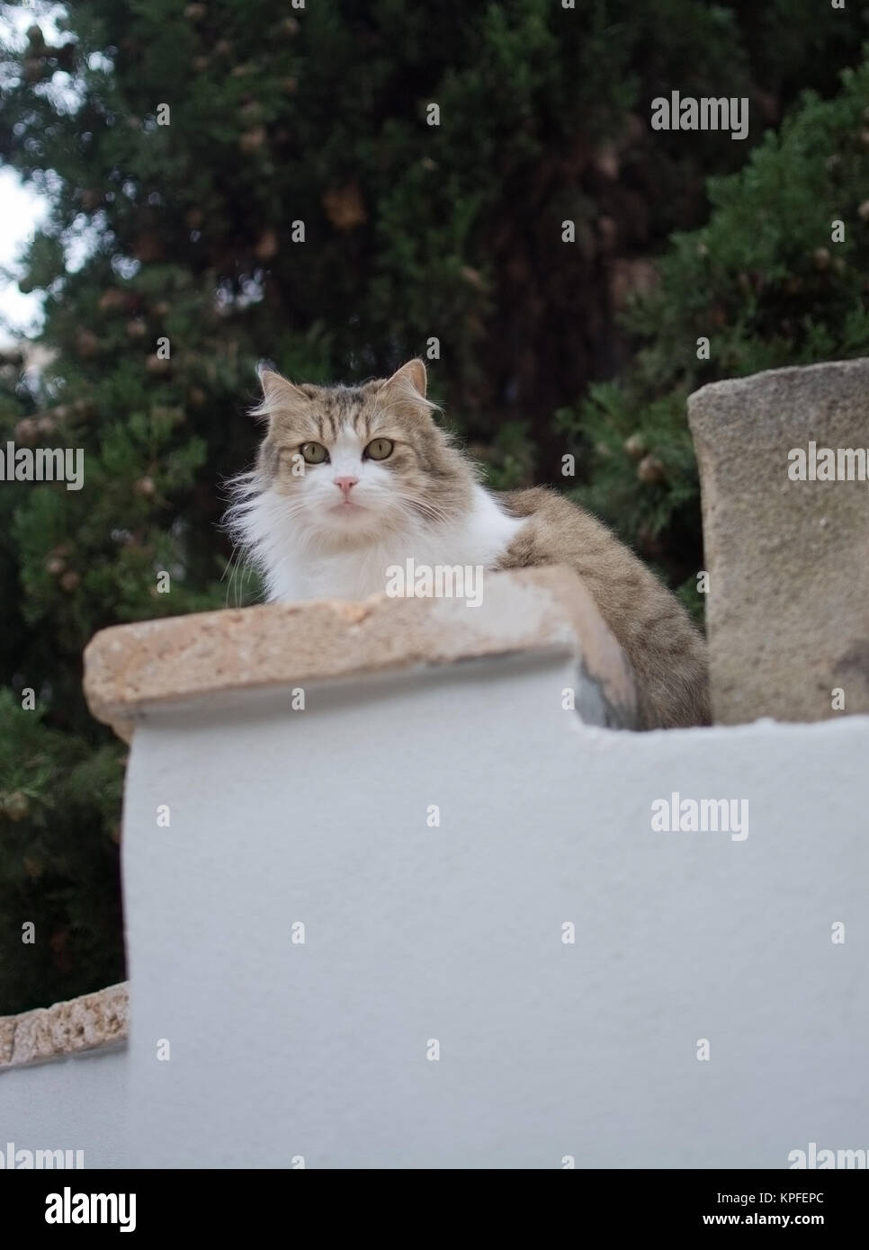 Top cat hi-res stock photography and images - Alamy