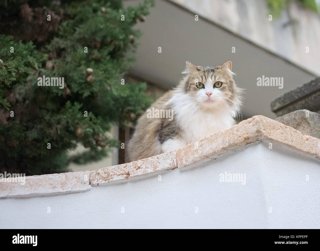 Fluffy cat perching on a stone pillar in Palma, Mallorca, Spain Stock ...