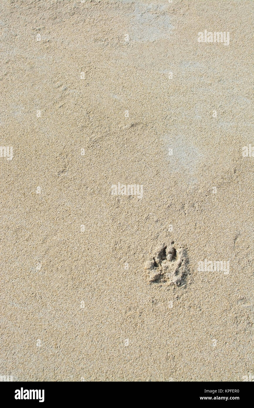 Dog paw print sand background texture print pattern surface on the ...