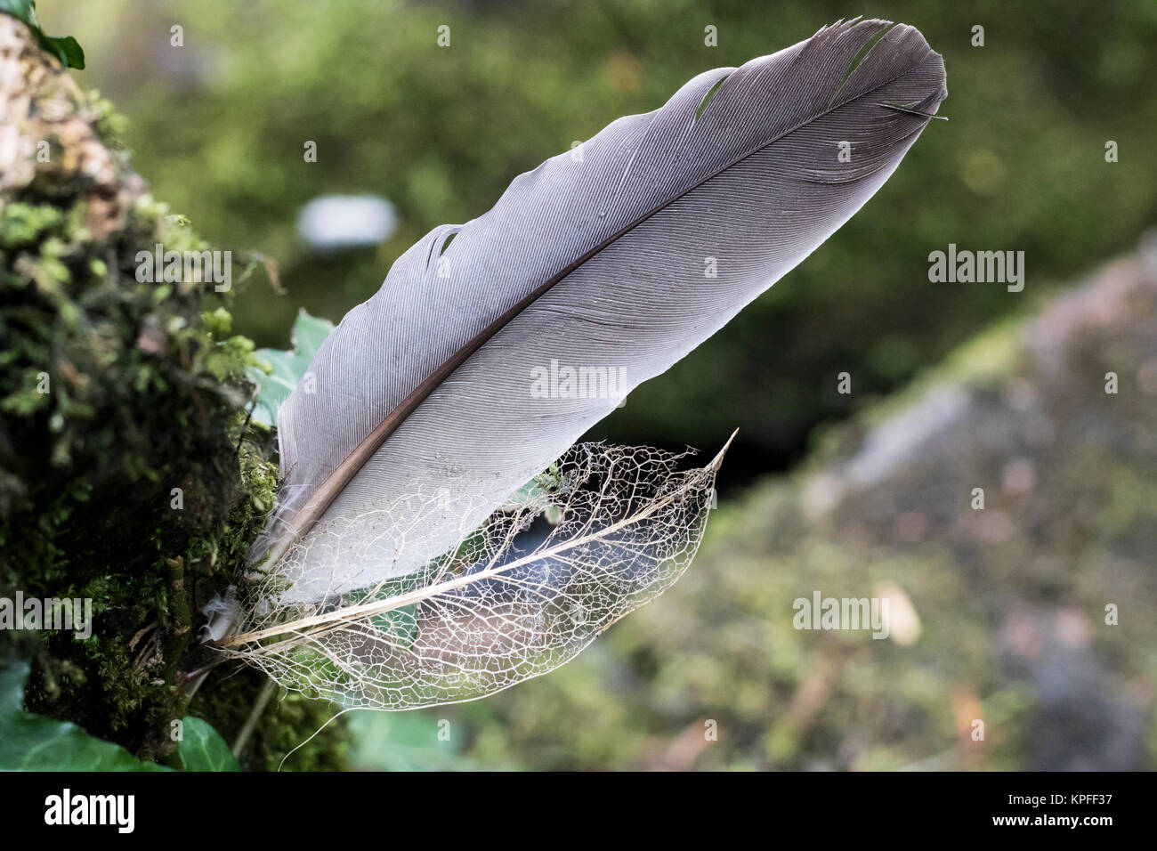 a seagull feather with a dead leaf in a forest Stock Photo - Alamy