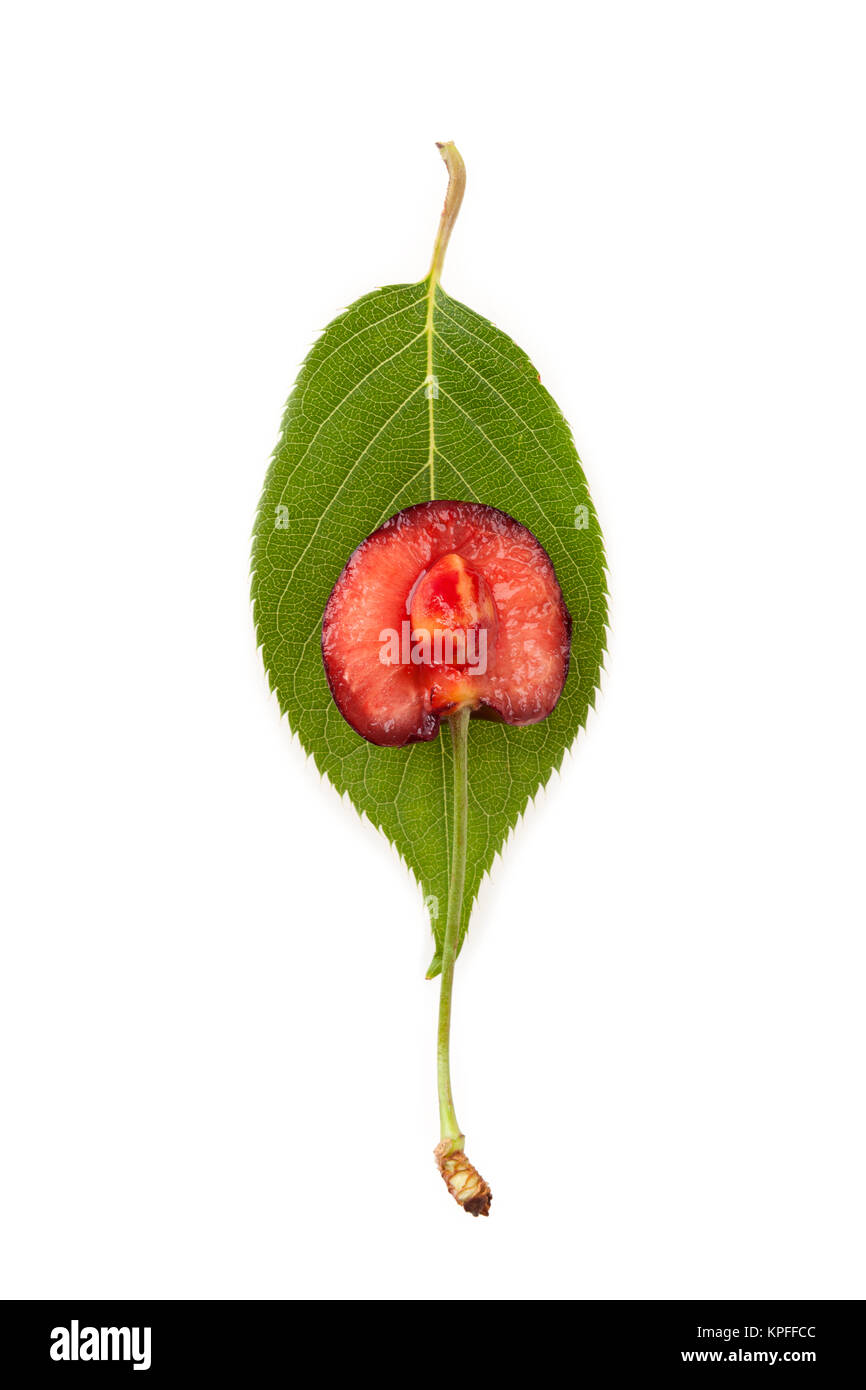 Cherry cross section on green leaf isolated on white background from ...