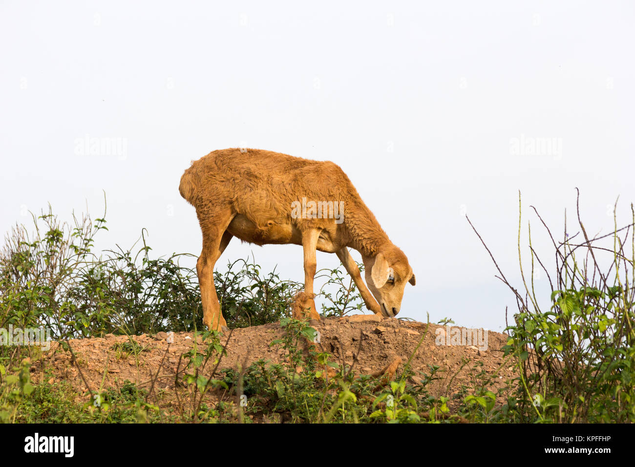 A sheep feeding on grass. Shot in Uganda in June 2017 Stock Photo - Alamy