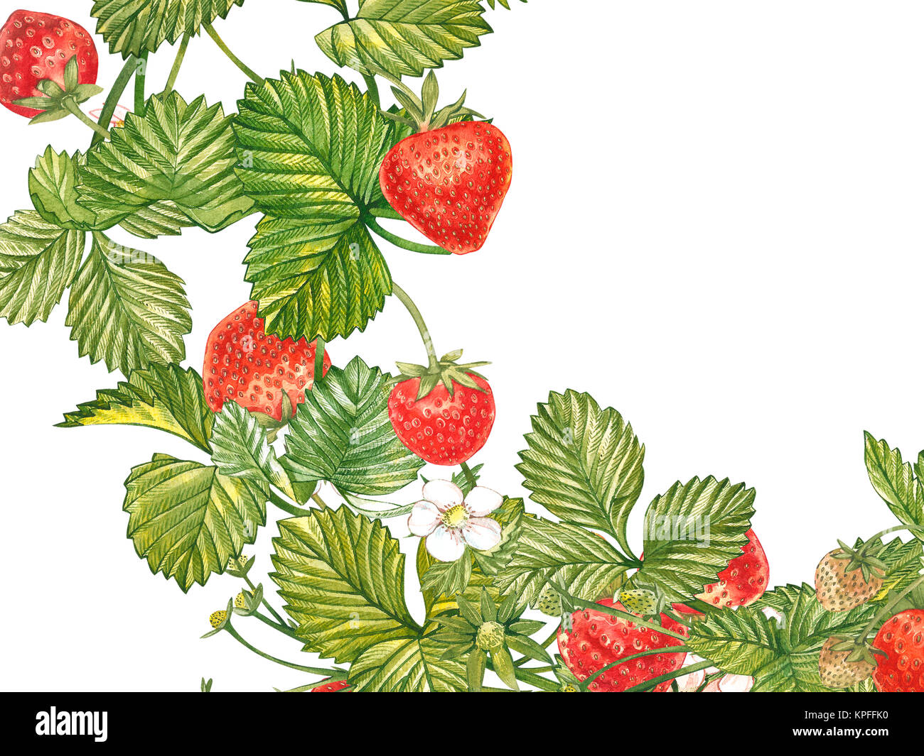 Horizontal banners with ripe red berry strawberry on white background ...