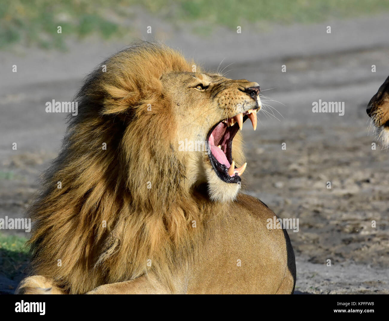 Male Lion Showing Teeth High Resolution Stock Photography and Images ...