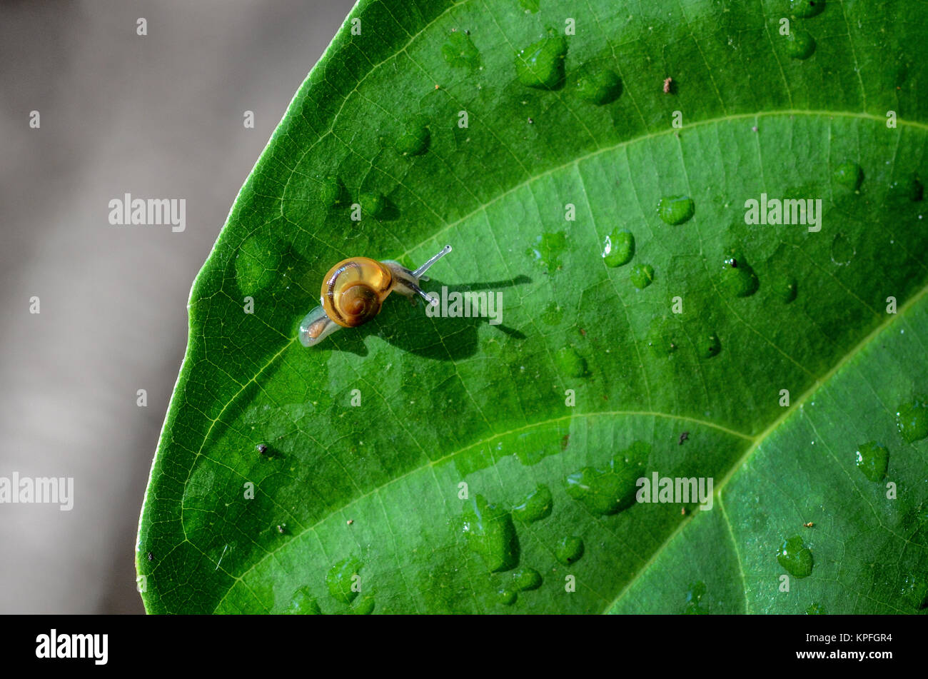 Baby snail hi-res stock photography and images - Alamy