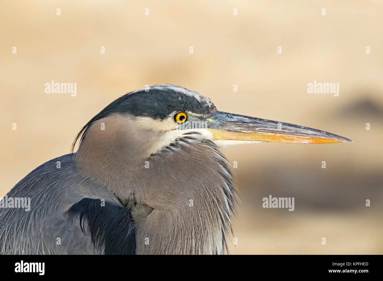 Bird great blue heron portrait Stock Photo - Alamy