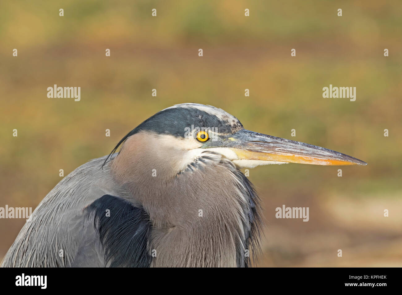 Bird great blue heron portrait Stock Photo - Alamy