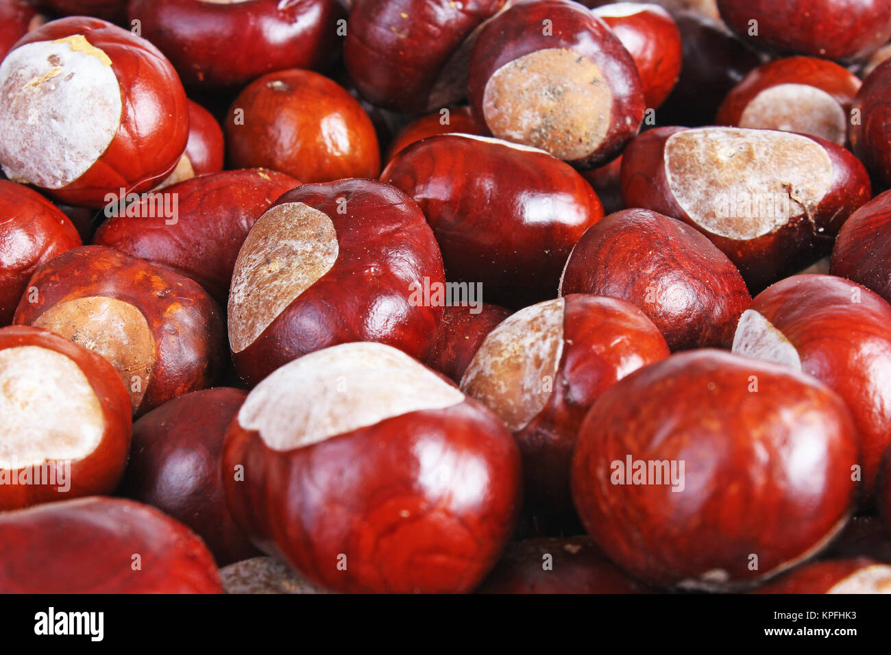 Chestnut background. Chestnuts as texture pattern cover wallpaper. Wild ...