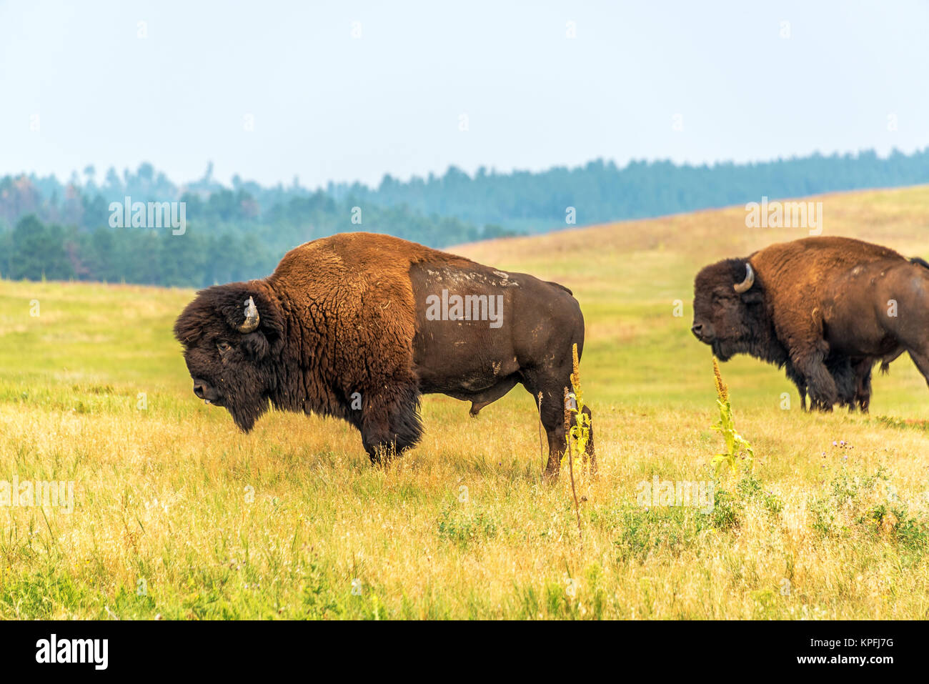 Two American Bison Stock Photo - Alamy
