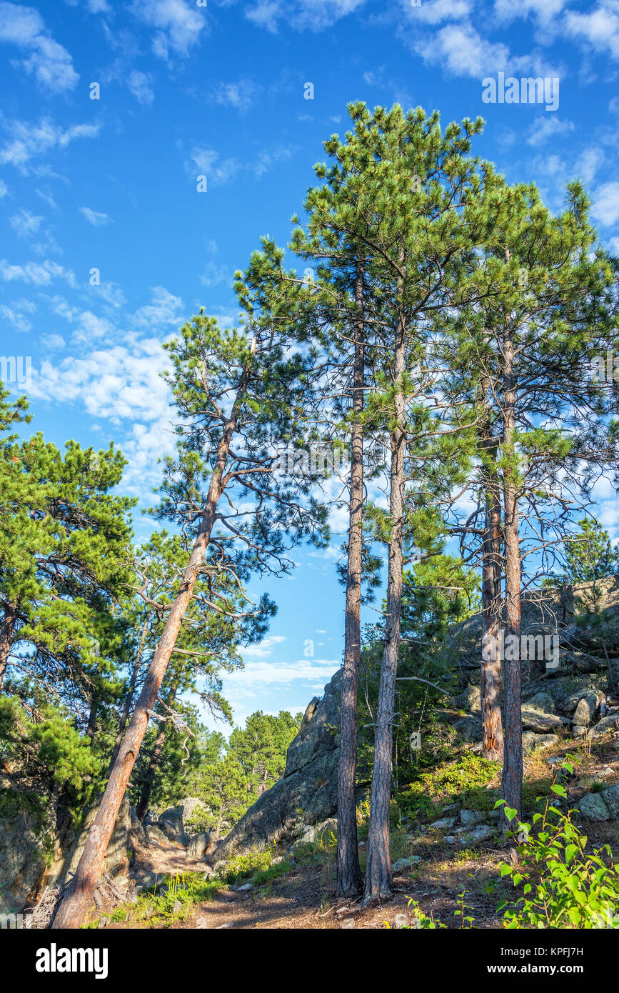 Tall Pine Trees Stock Photo - Alamy