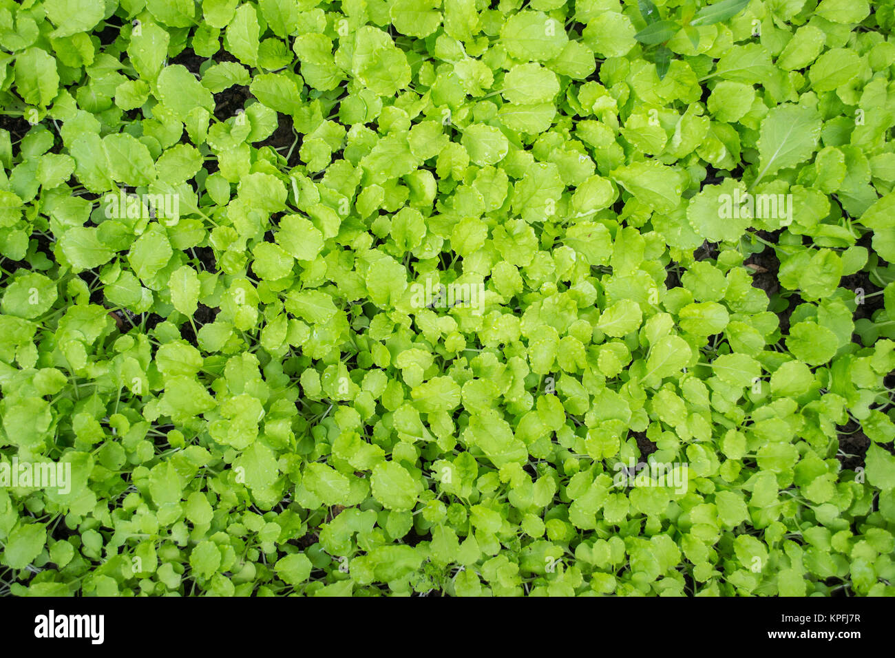 fresh green plants background Stock Photo - Alamy