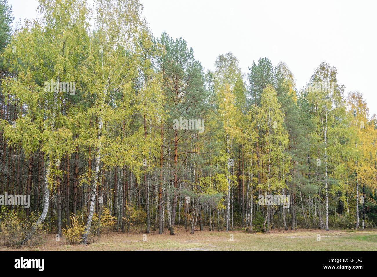 Autumn pine forest with birches on the edge Stock Photo - Alamy