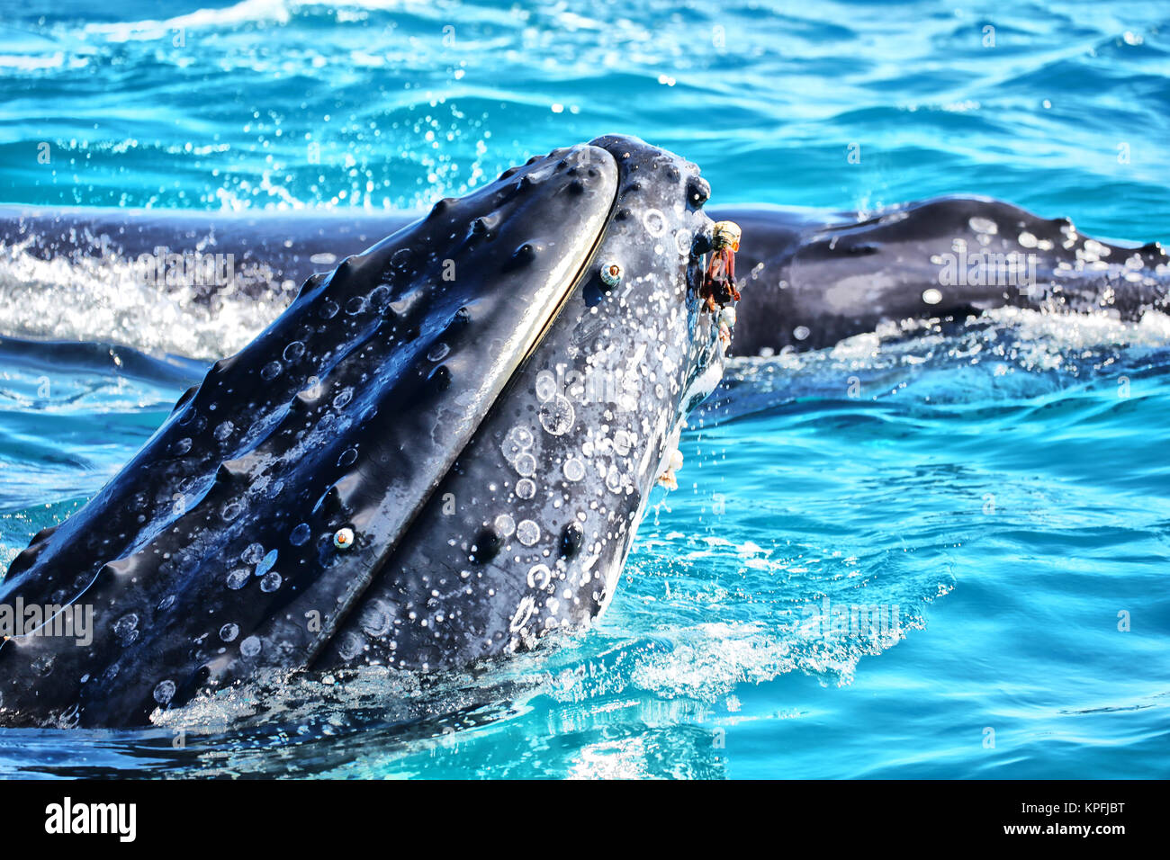 in australia a free whale in the ocean like concept of freedom Stock ...