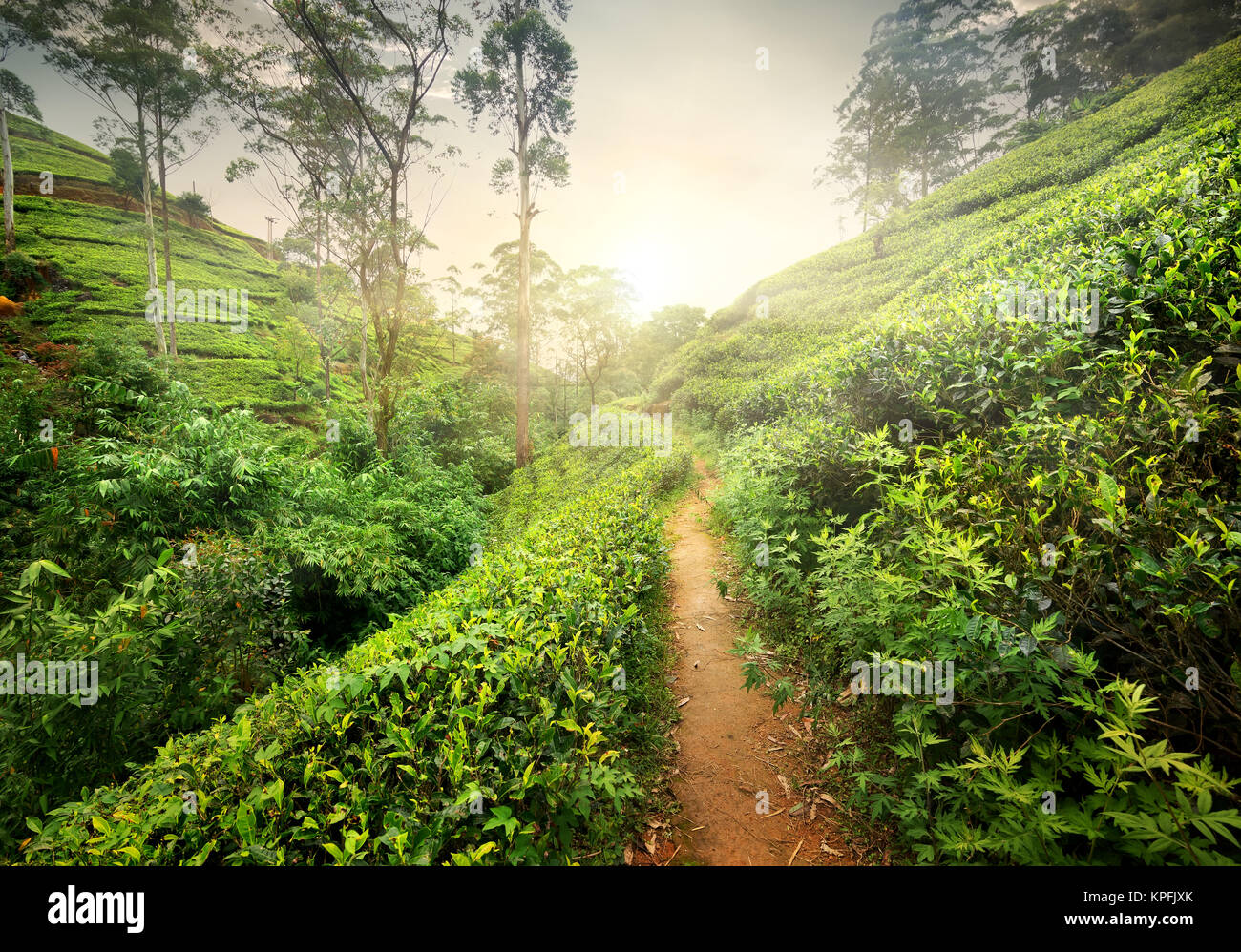 Footpath in tea plantation Stock Photo - Alamy