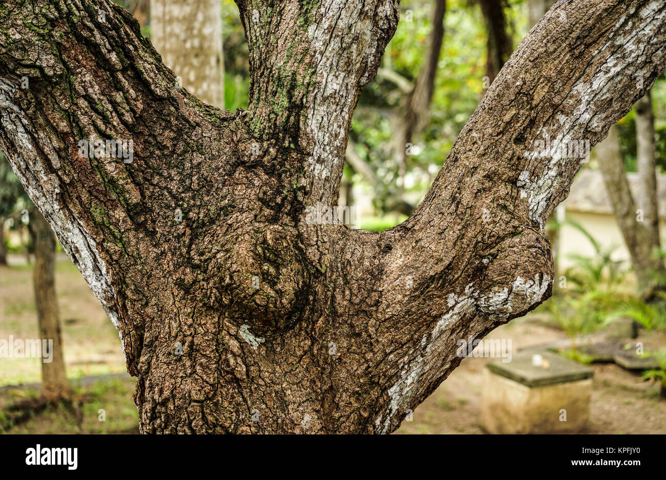 closeup of dived tree Stock Photo - Alamy