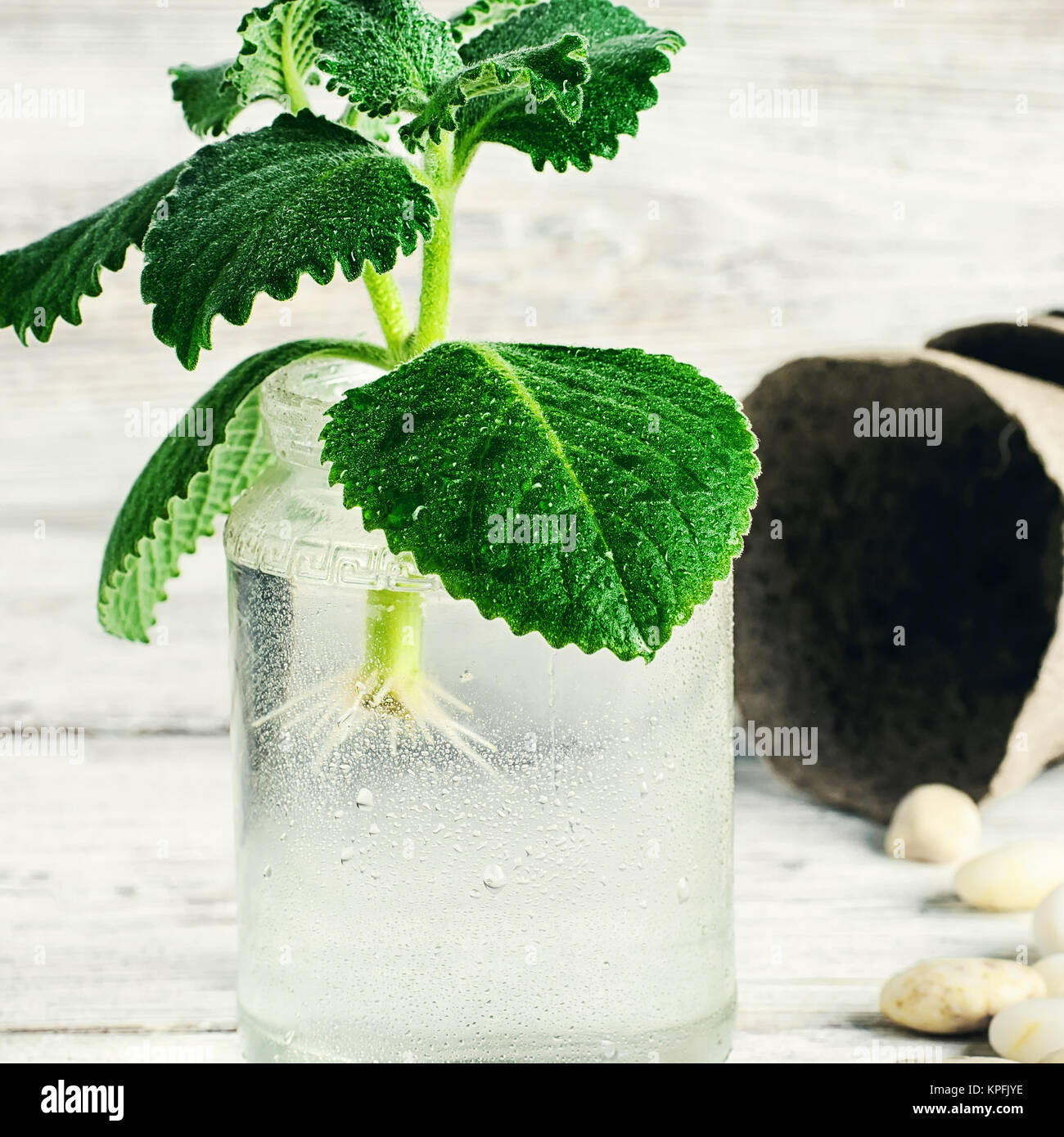 Seedling of plant takes root in glass jar with water Stock Photo - Alamy