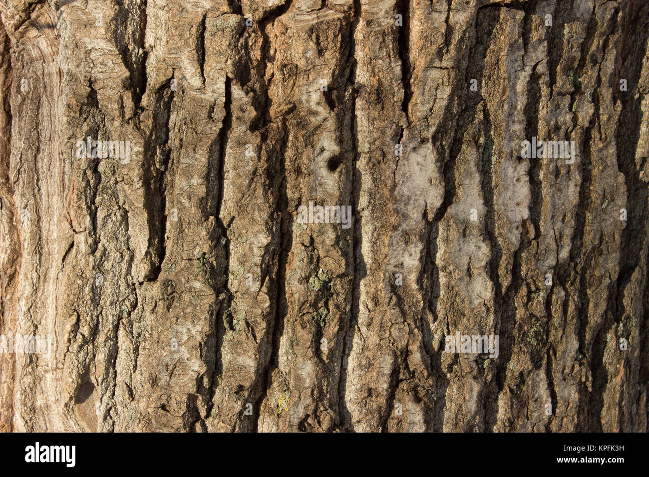 Natural Old Wood Tree Texture Background Stock Photo - Alamy