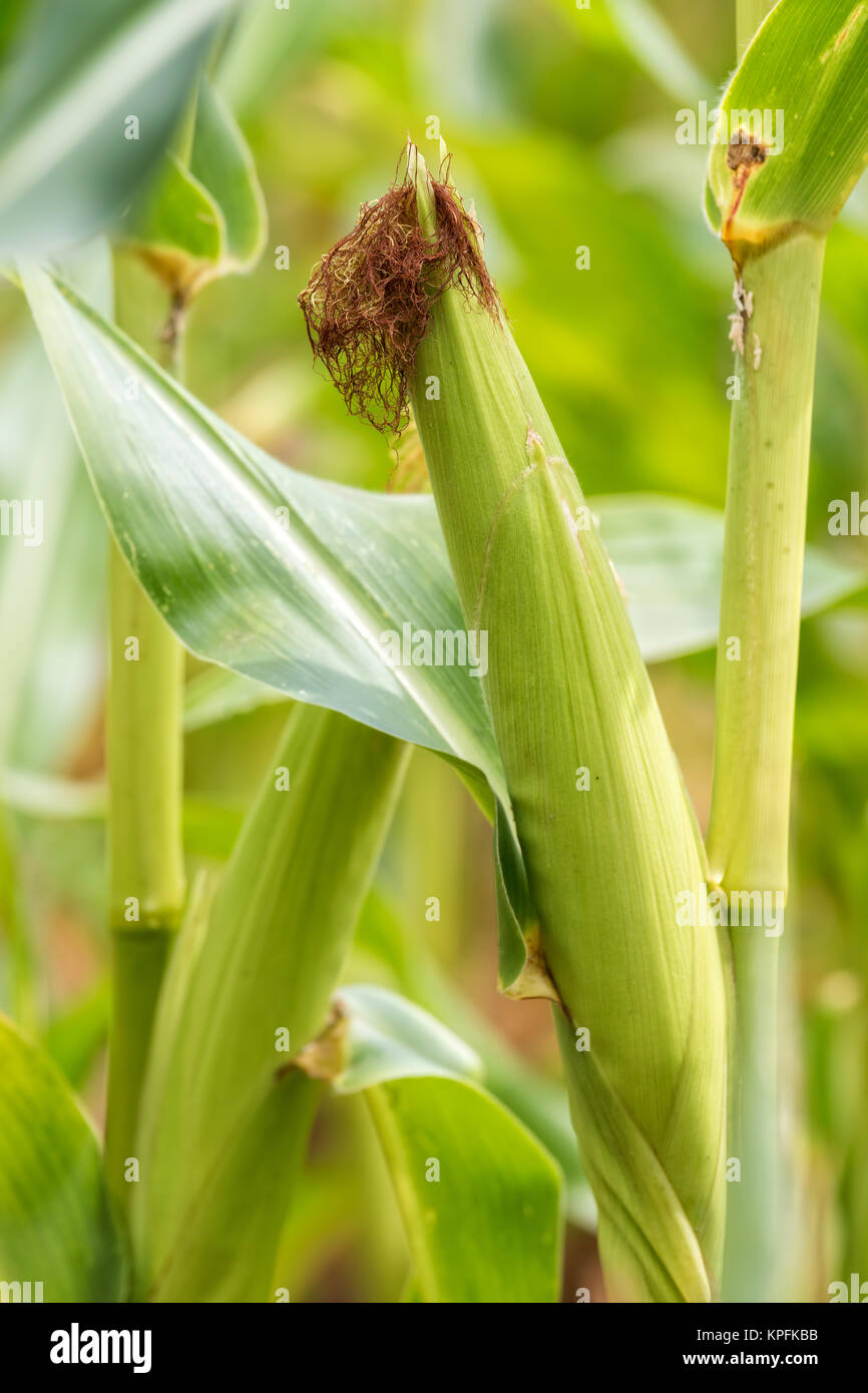 Close up of maize Stock Photo - Alamy