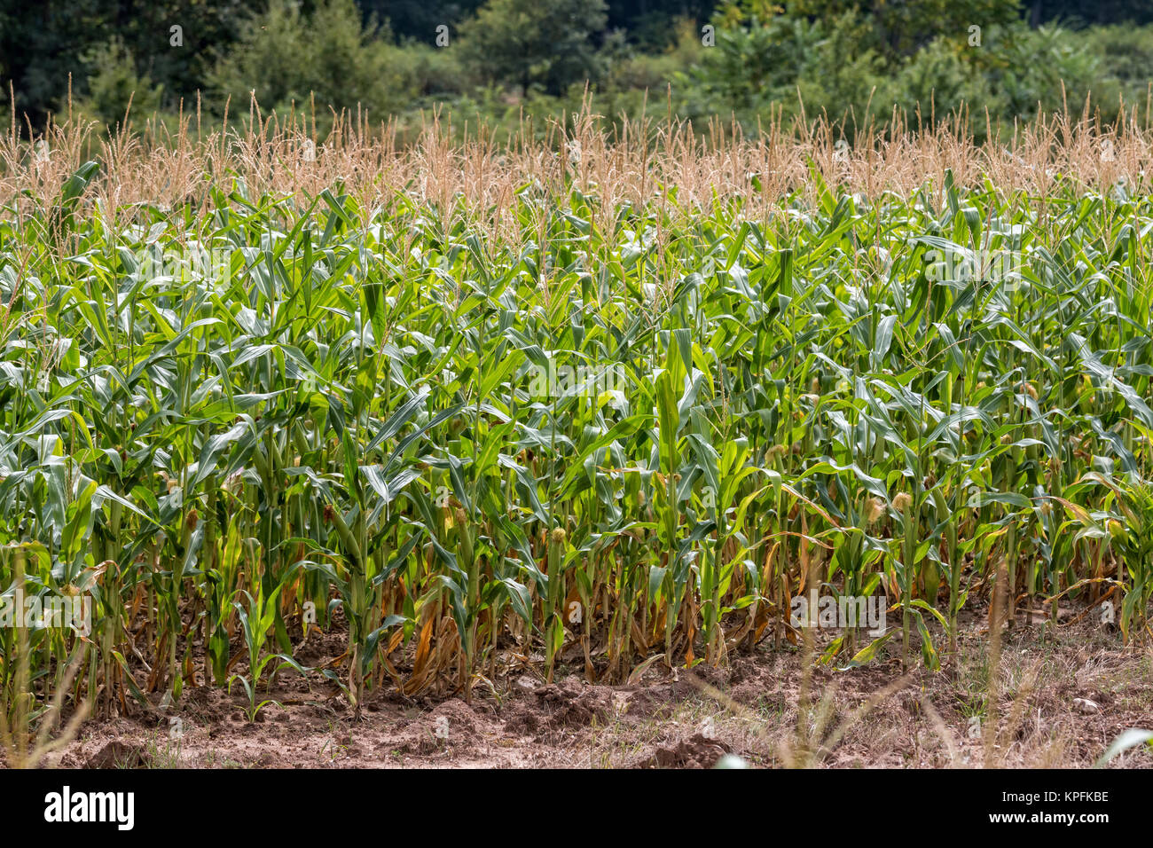 Corn field, agricultural rural landscape Stock Photo - Alamy