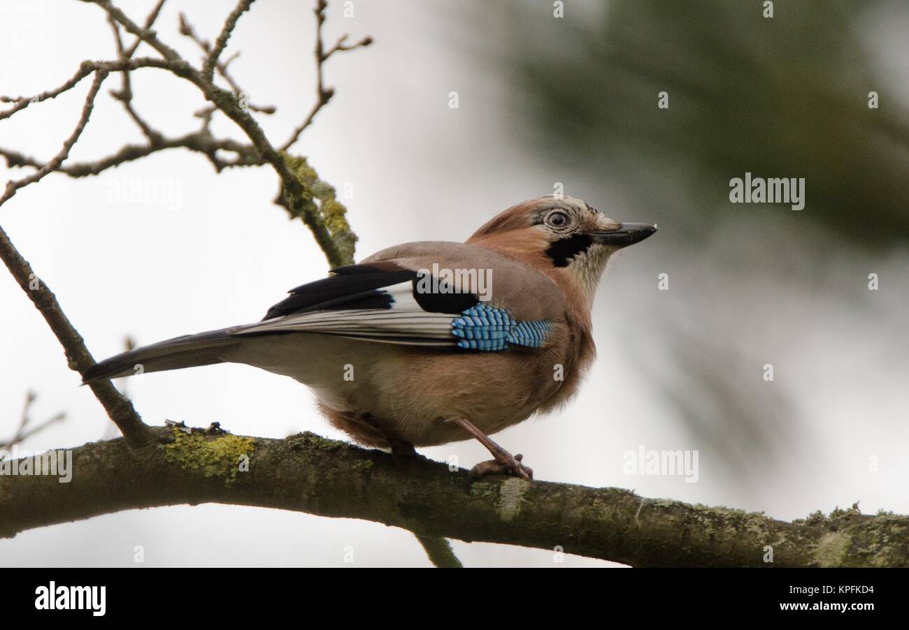 Acorns in winter Stock Photo - Alamy