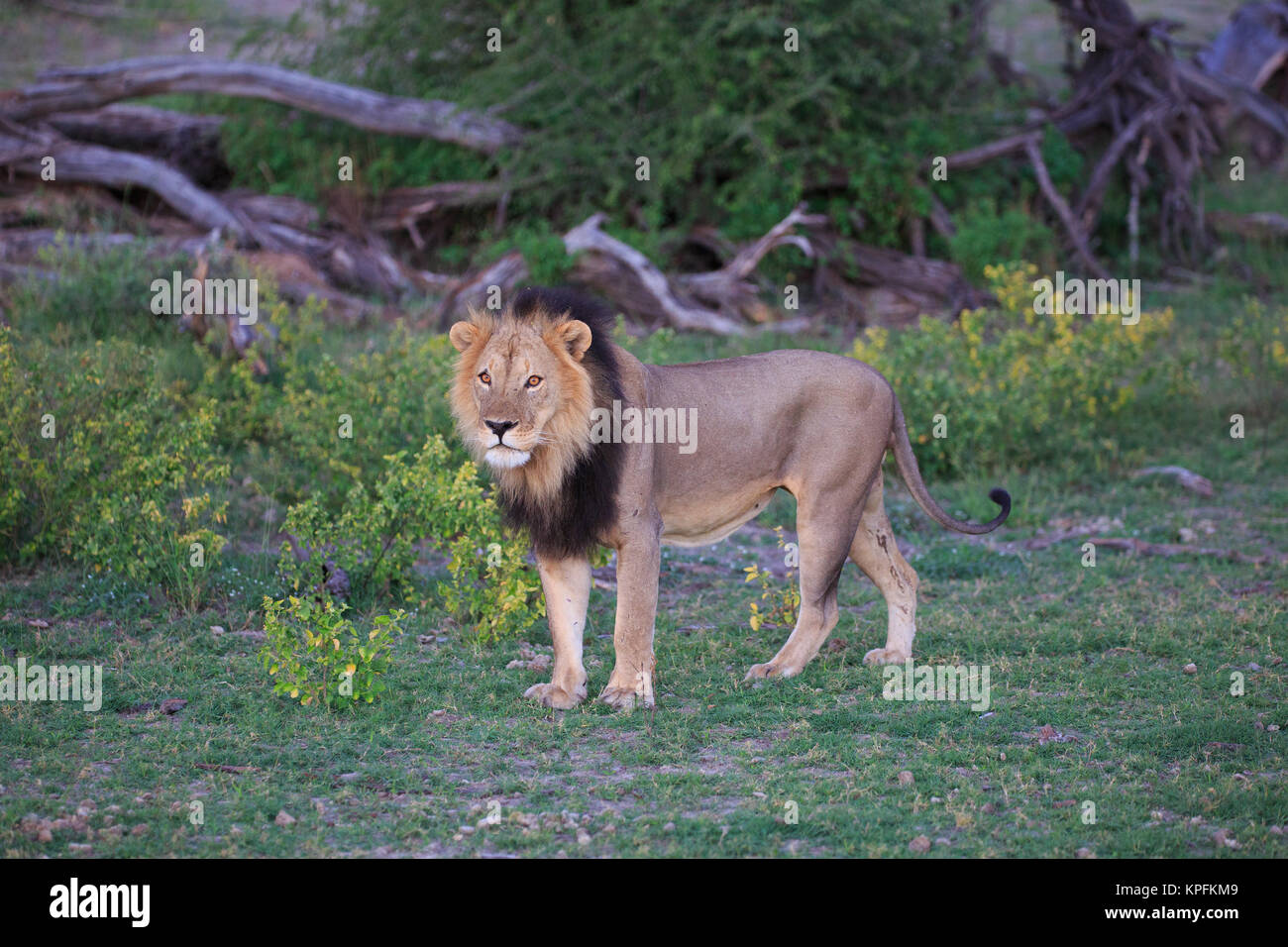 Lion sports hi-res stock photography and images - Alamy