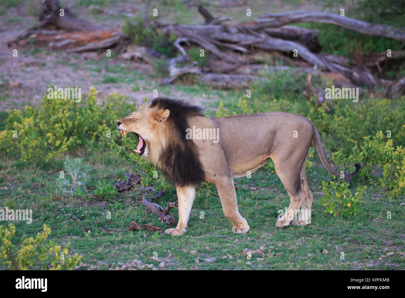 Lion sports hi-res stock photography and images - Alamy