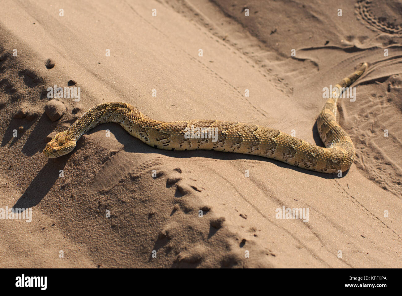Puff adder botswana hi-res stock photography and images - Alamy