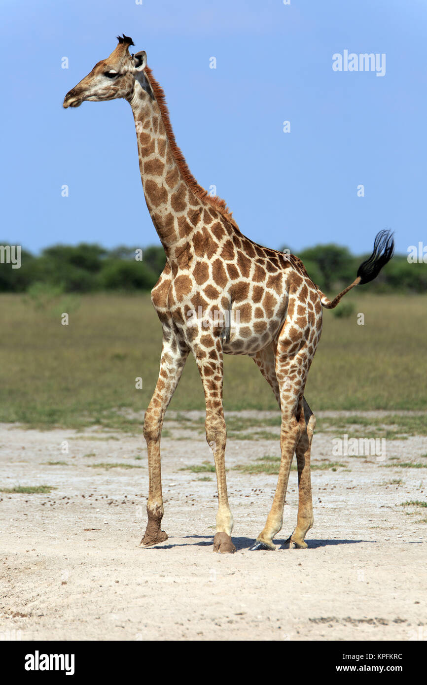Giraffenbulle hi-res stock photography and images - Alamy
