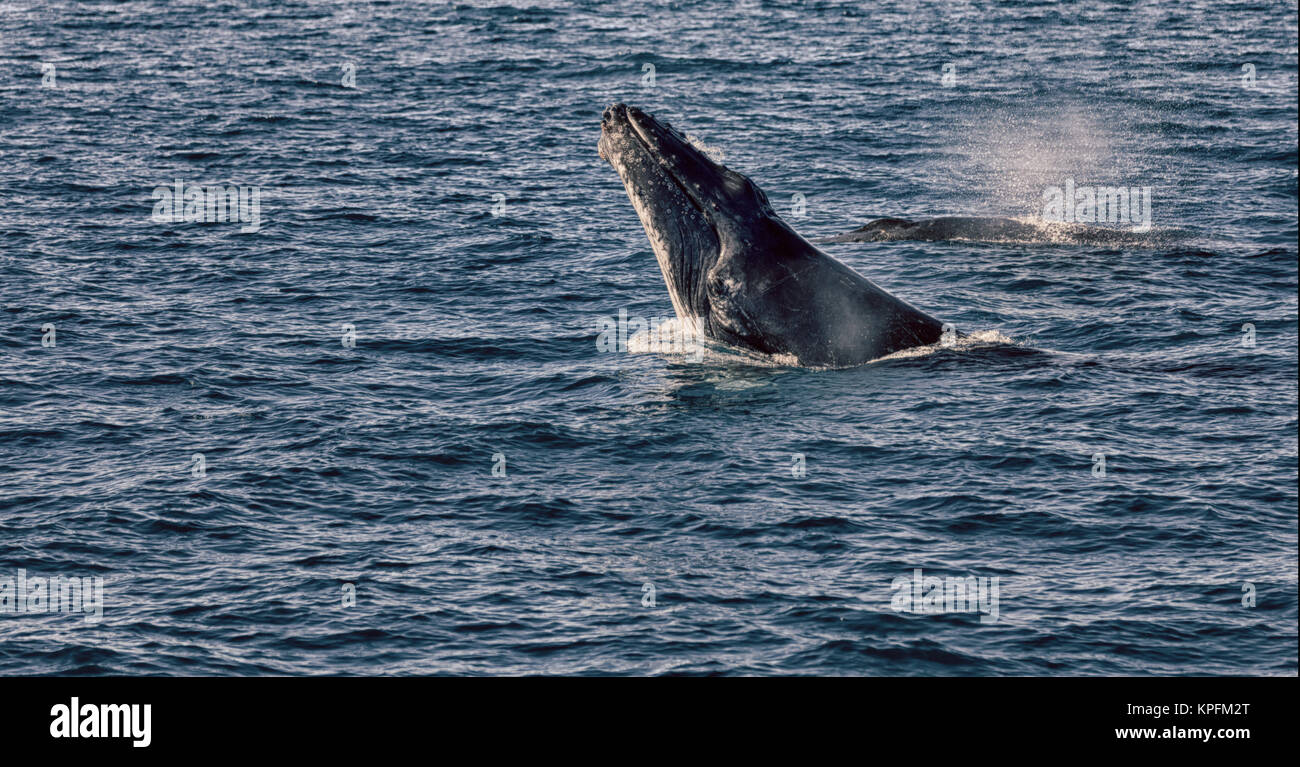 in australia a free whale in the ocean like concept of freedom Stock ...