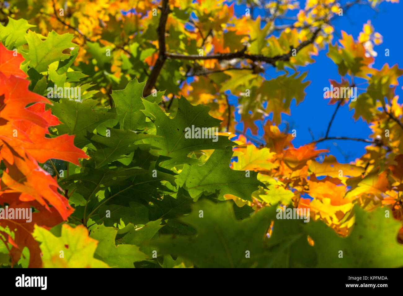 Colourful autumn in nature Stock Photo - Alamy