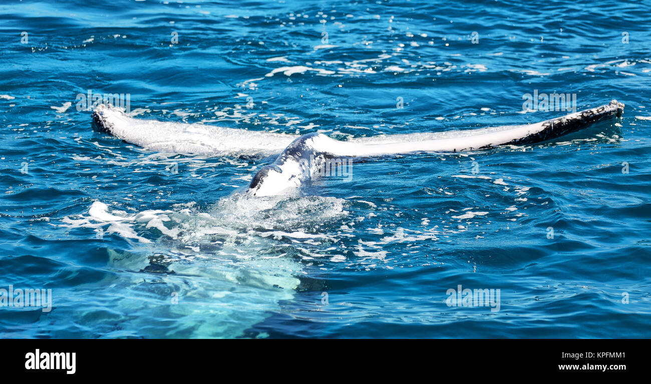 in australia a free whale in the ocean like concept of freedom Stock ...