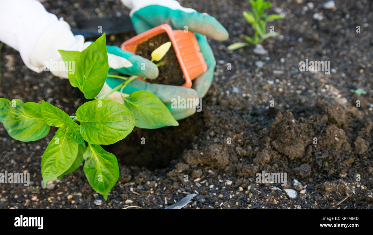 Planting vegetables in the garden Stock Photo - Alamy