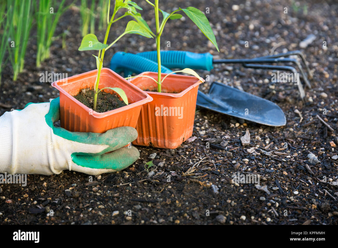 Planting vegetables in the garden Stock Photo - Alamy