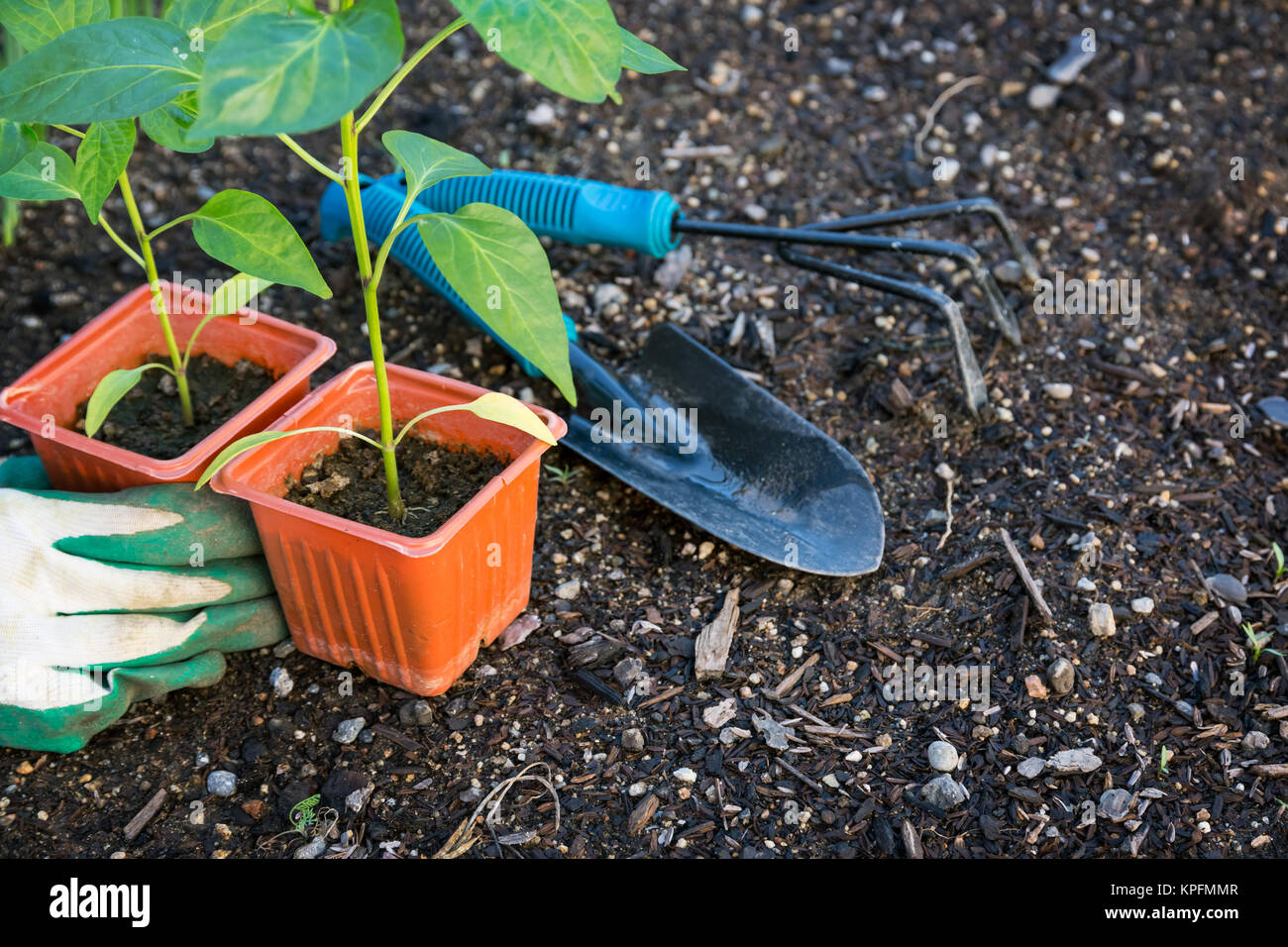 Planting vegetables in the garden Stock Photo - Alamy