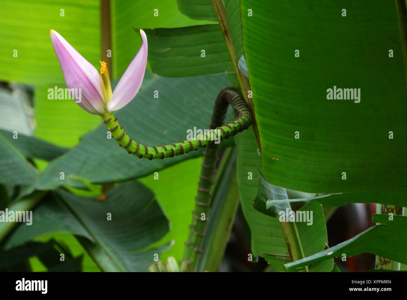 Banane (Musa spec.), Funchal, Madeira, Portugal Stock Photo - Alamy