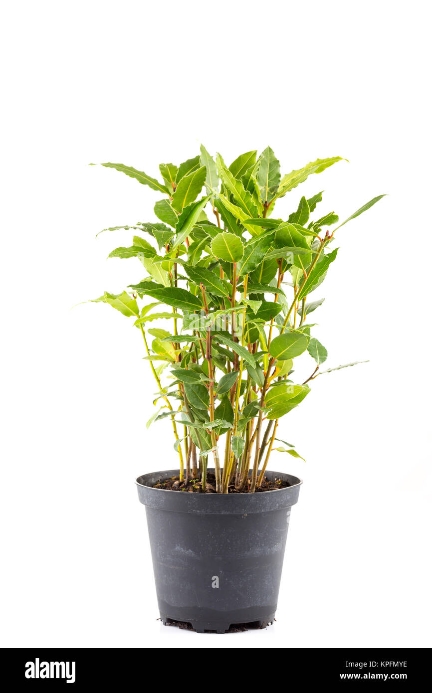 Bay tree topiary hi-res stock photography and images - Alamy