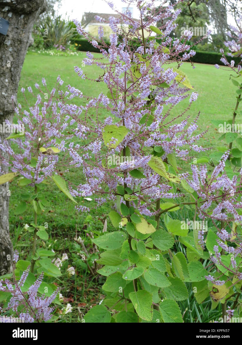 Riparium hi-res stock photography and images - Alamy