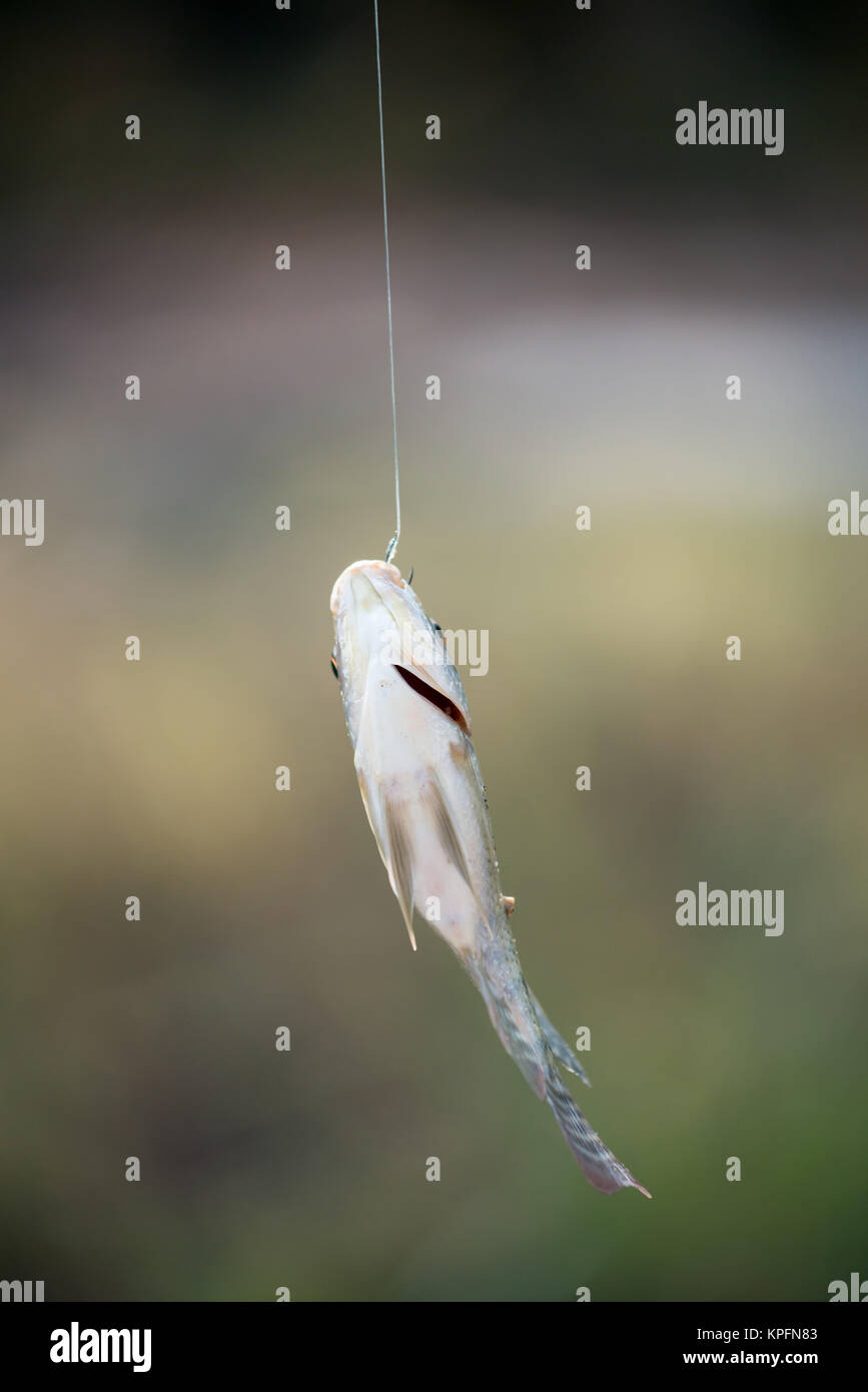 Nile tilapia fish hanging on hook Stock Photo - Alamy