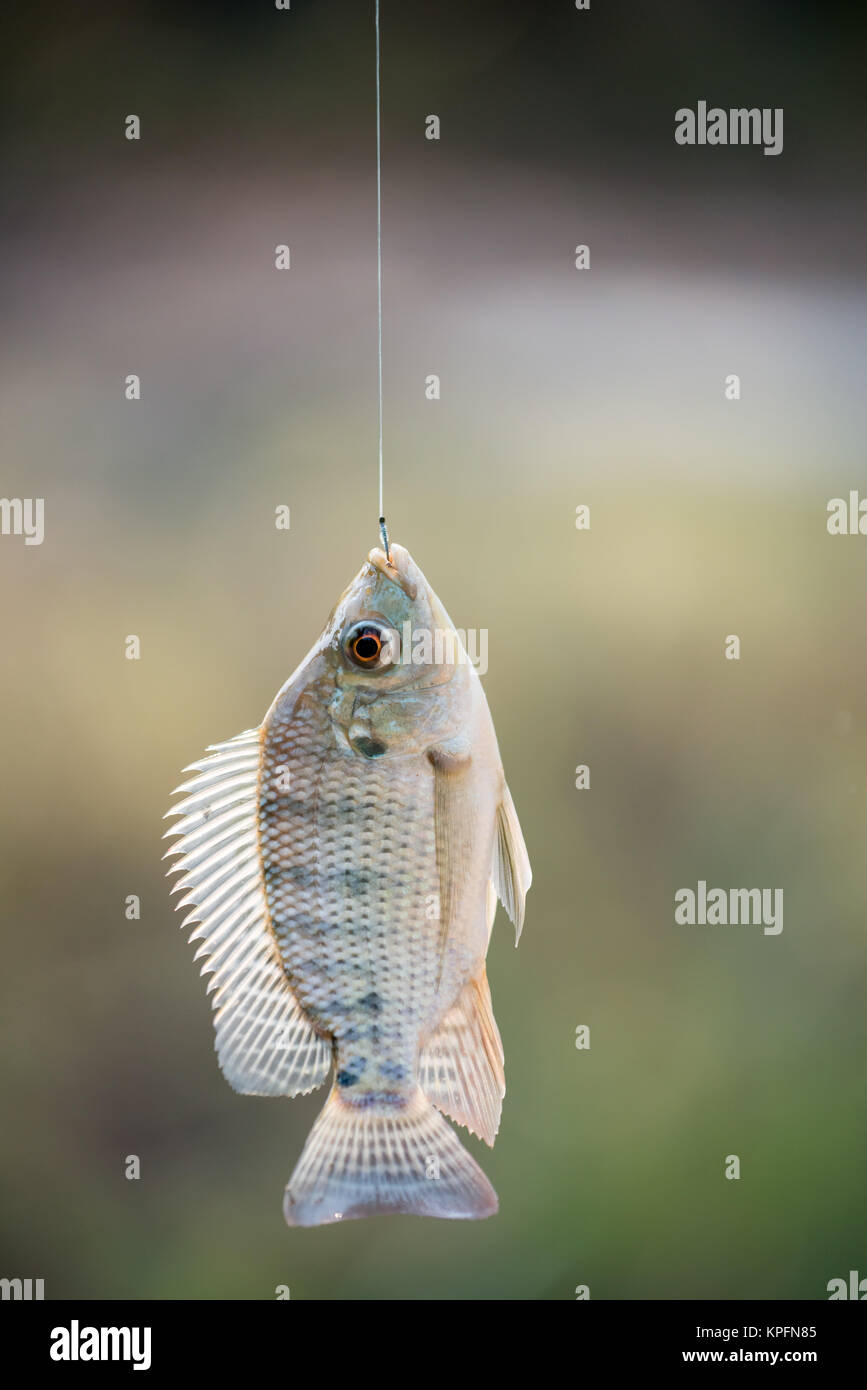Nile tilapia fish hanging on hook Stock Photo - Alamy