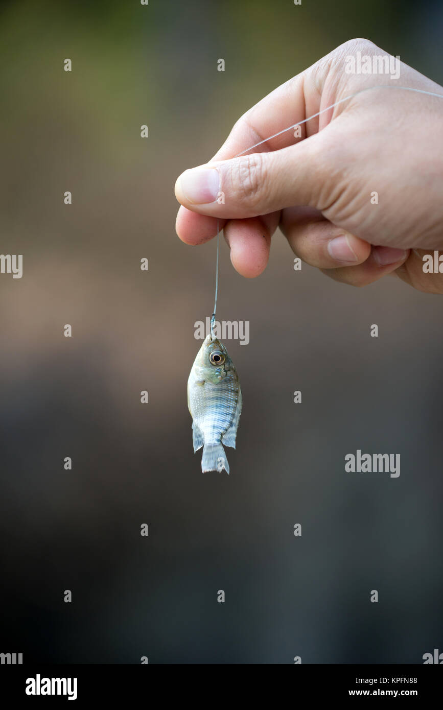 Nile tilapia fish hanging on hook Stock Photo - Alamy
