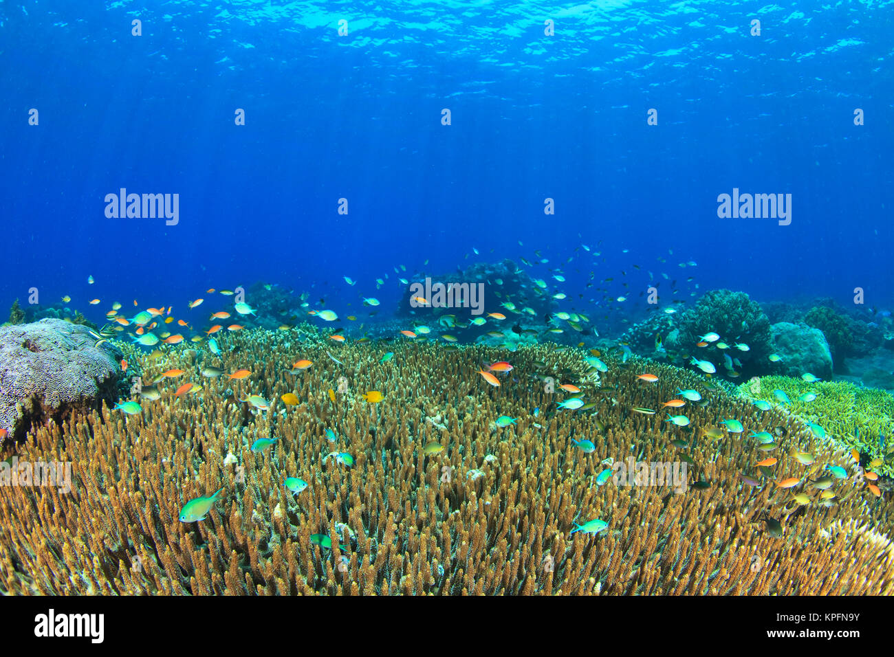 Acropora Hard Coral & Anthias fish, Komba Island, Flores Sea, Indonesia ...