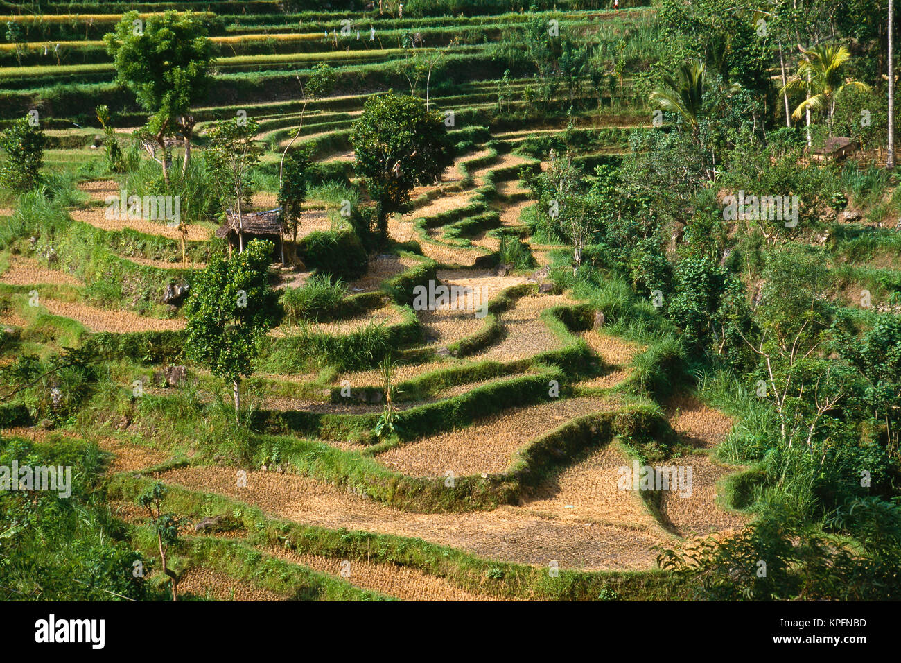 Asia, Indonesia, East Bali. Rice fields in Balinese countryside Stock ...