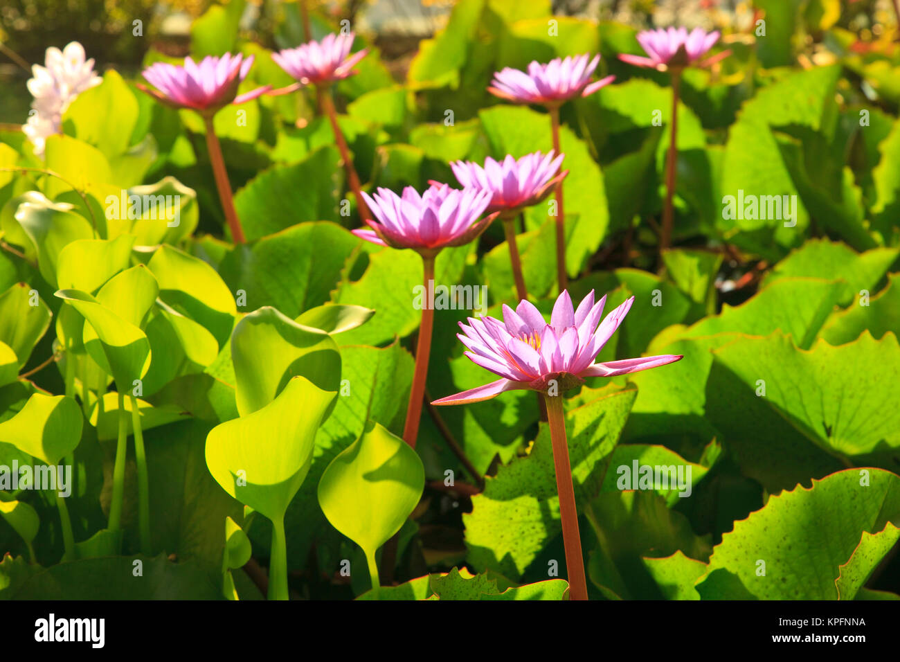 Lotus Blossom (Nelumbo nucifera), Mosque, Male, Maldives, Indian Ocean ...