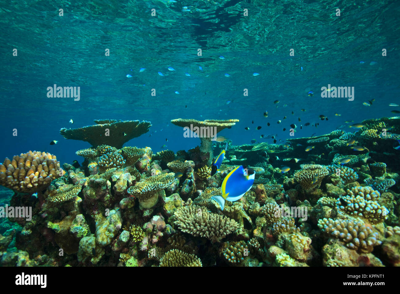 North Huvadhoo Atoll, Southern Maldives, Indian Ocean Stock Photo - Alamy
