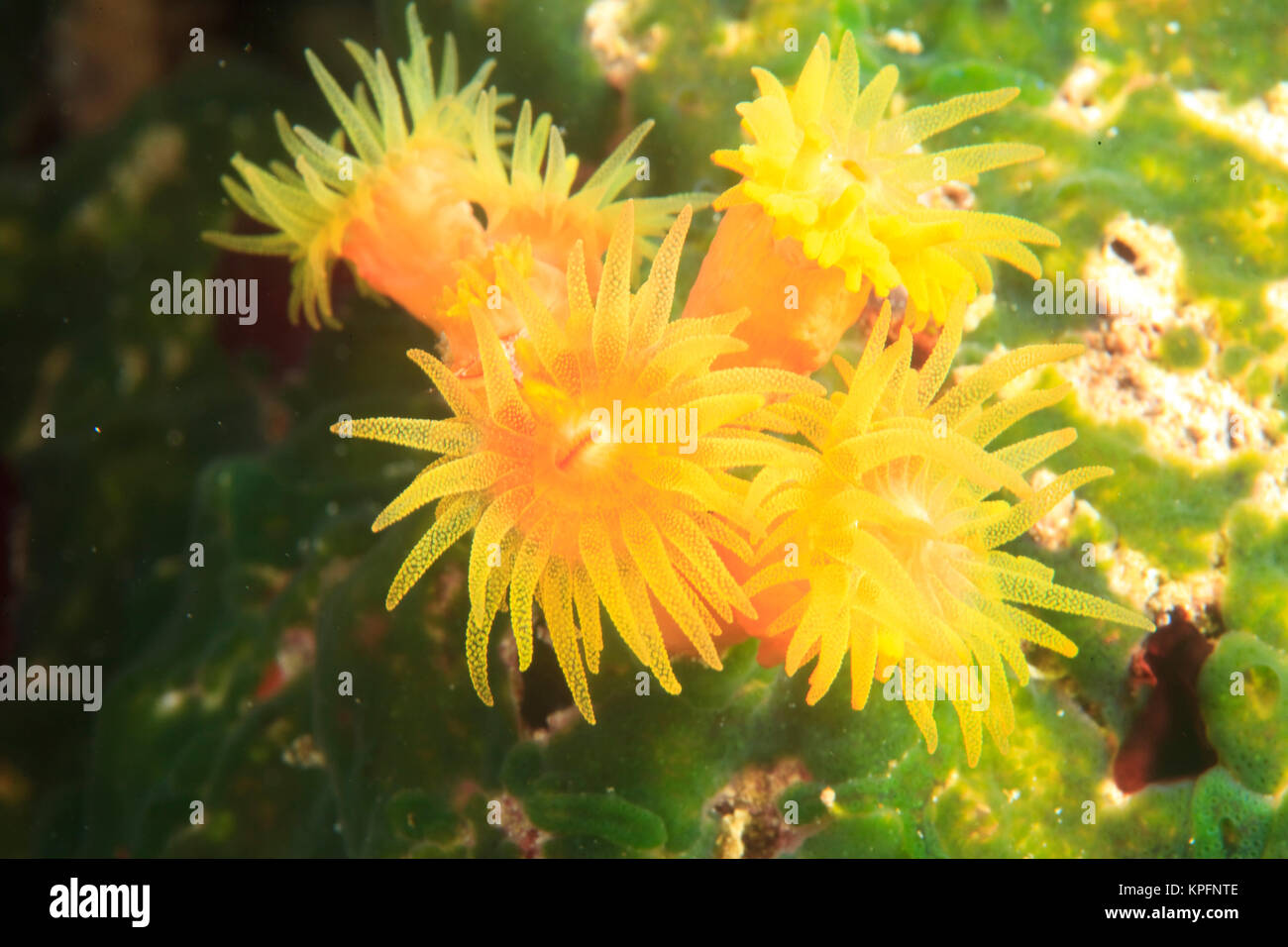 North Huvadhoo Atoll, Southern Maldives, Indian Ocean Stock Photo - Alamy