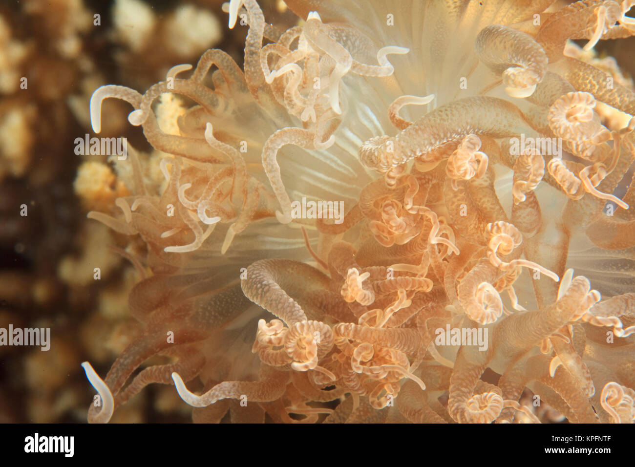 North Huvadhoo Atoll, Southern Maldives, Indian Ocean Stock Photo - Alamy