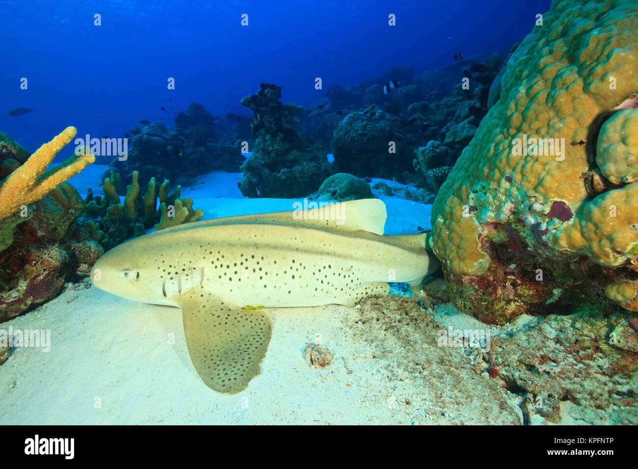 South Huvadhoo Atoll, Southern Maldives, Indian Ocean Stock Photo - Alamy