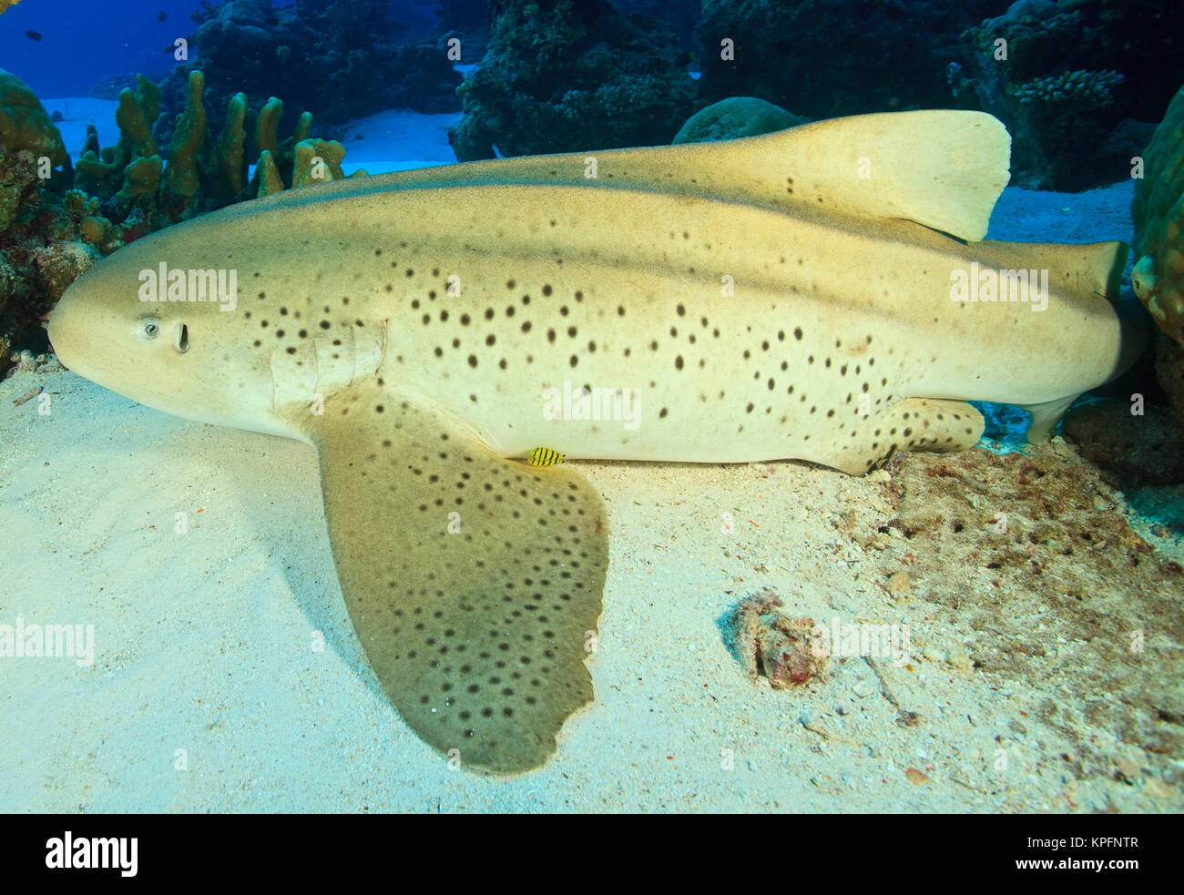 South Huvadhoo Atoll, Southern Maldives, Indian Ocean Stock Photo - Alamy
