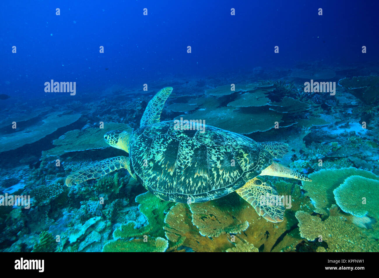 South Huvadhoo Atoll, Southern Maldives, Indian Ocean Stock Photo - Alamy