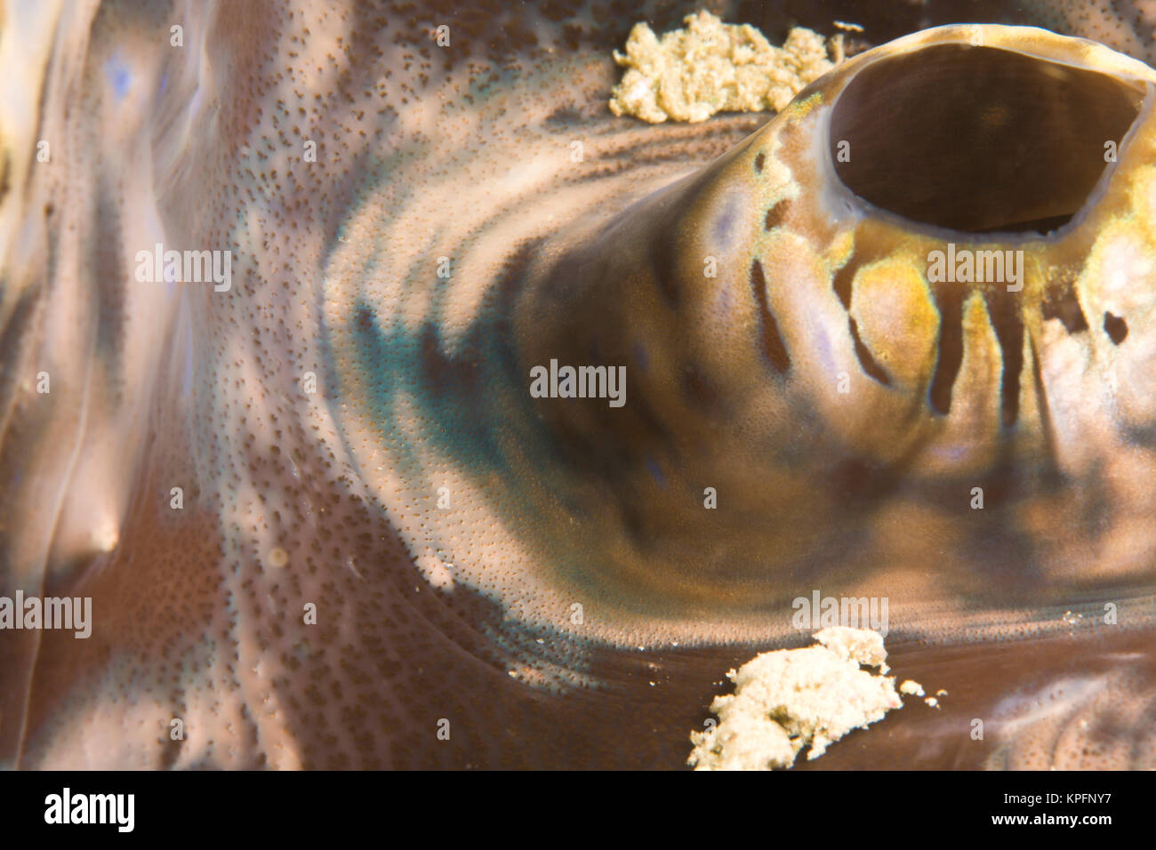 Giant Clam Mantle (Tridacna gigas), Puerto Gallera, Philippines, SE ...